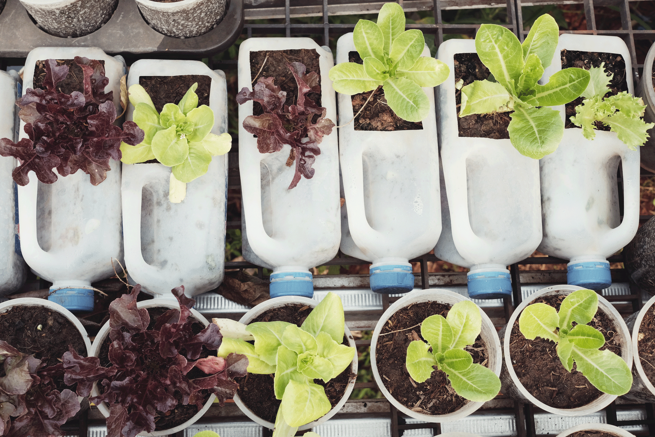 Guide to Foods You Can Grow Indoors | YourCareEverywhere